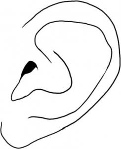 Jak narysować ucho krok po kroku. Rysowanie ucha